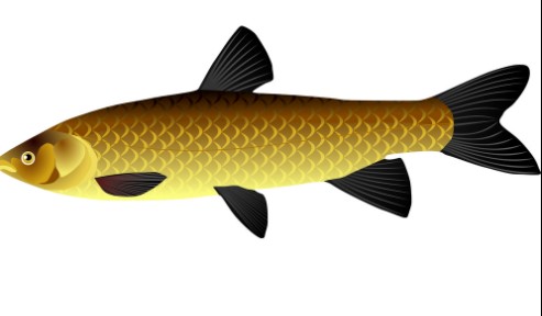 Chinese Carp : classification, distribution, feeding, breeding - Biohavoc
