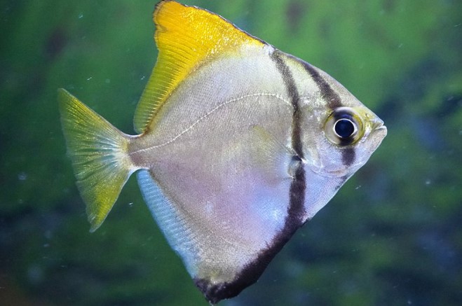 Moonyfish : Classification, morphology, feeding, breeding - Biohavoc